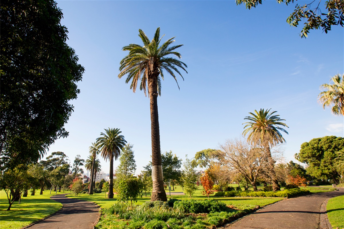 Time to nominate significant trees - Maribyrnong