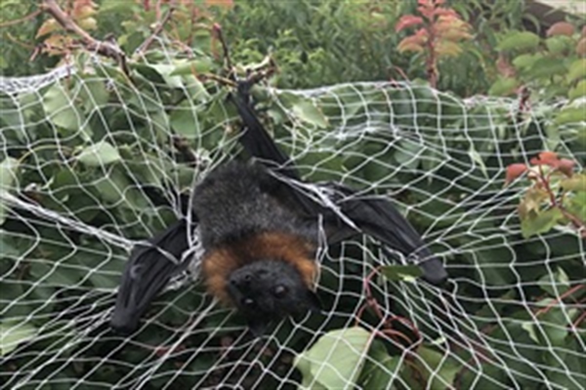 Fruit Tree Nets - Maribyrnong